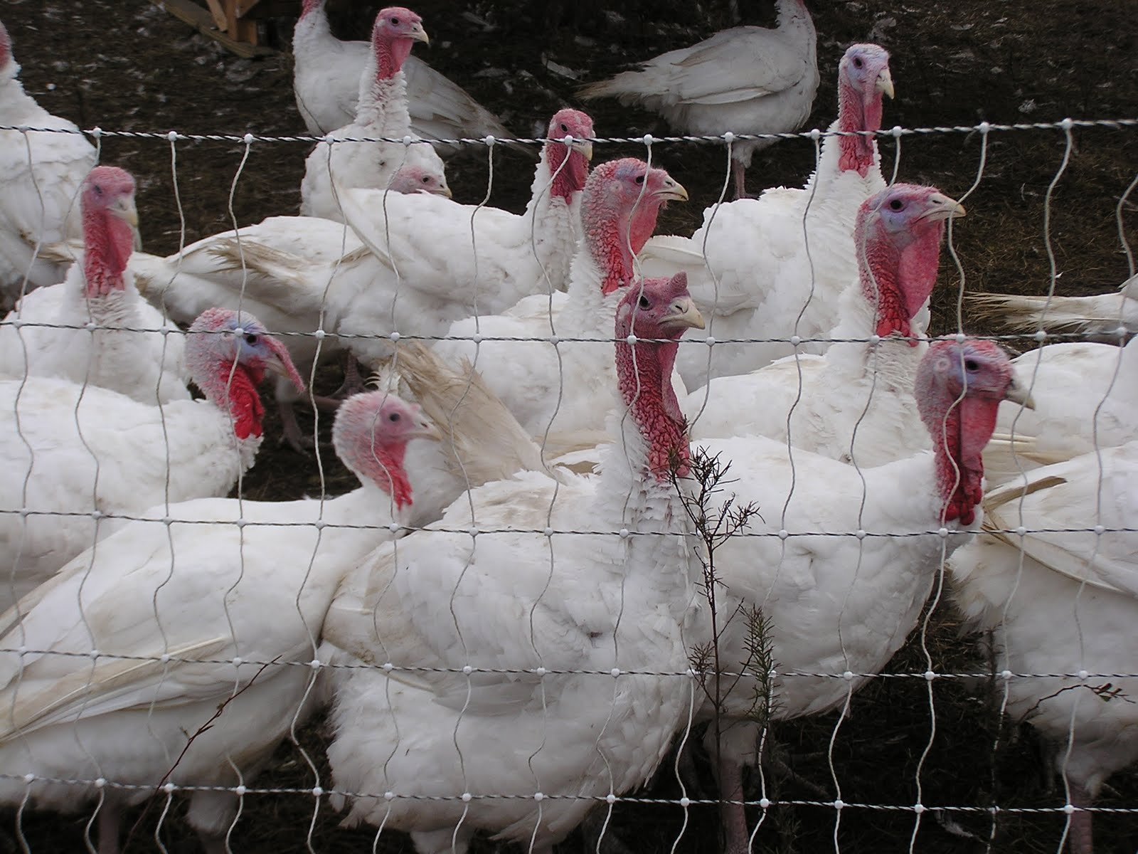 Laughing Chicken Farm: Turkeys