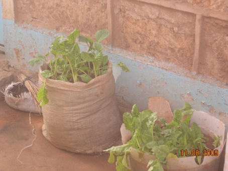Pat's Kenyan Adventures: How to plant a gunia shamba - 6 easy steps.