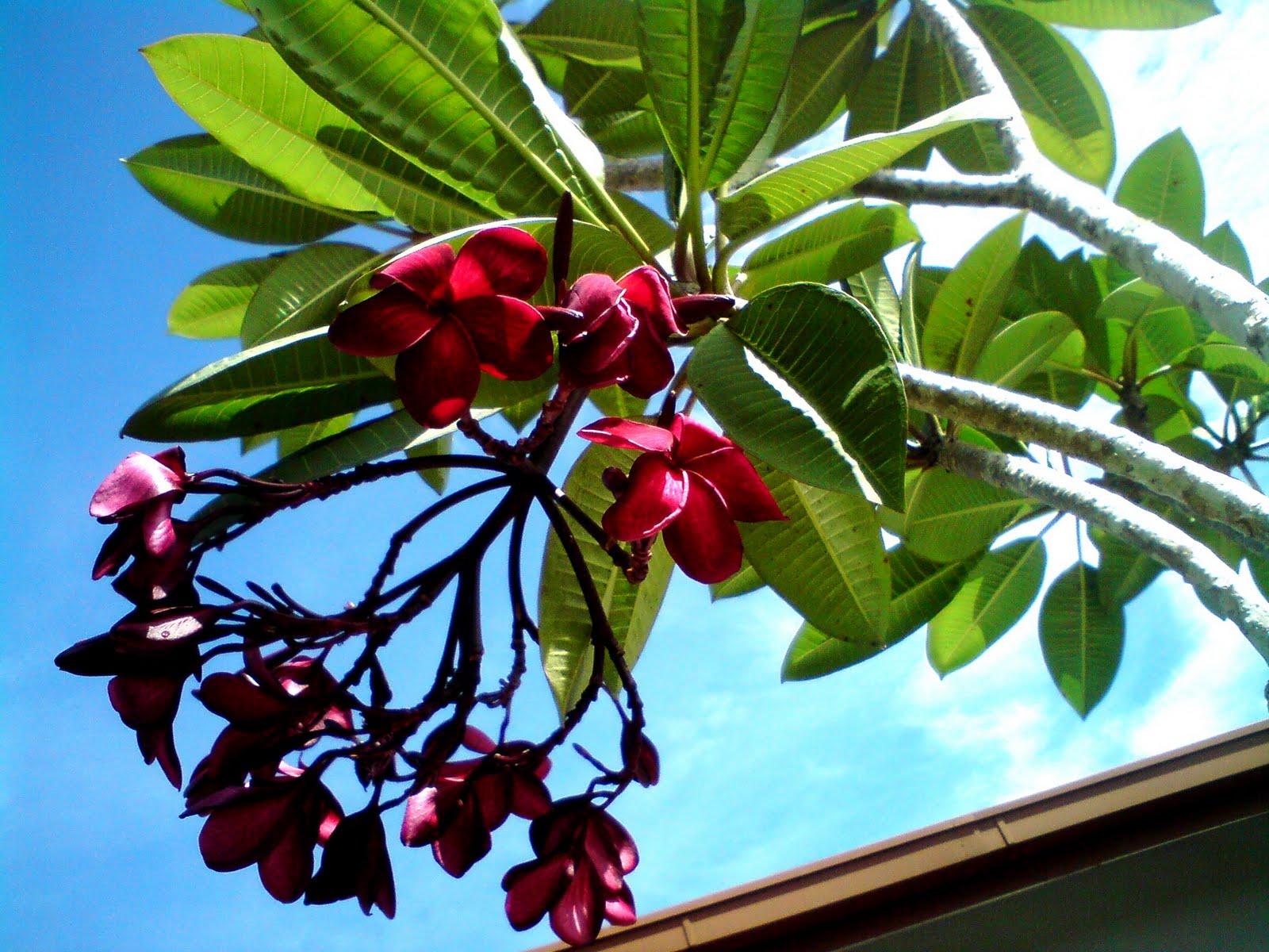 pokok herba,bunga, ulaman dan segala jenis tumbuhan: bunga kemboja merah