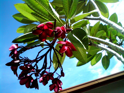 pokok herba,bunga, ulaman dan segala jenis tumbuhan: bunga kemboja merah