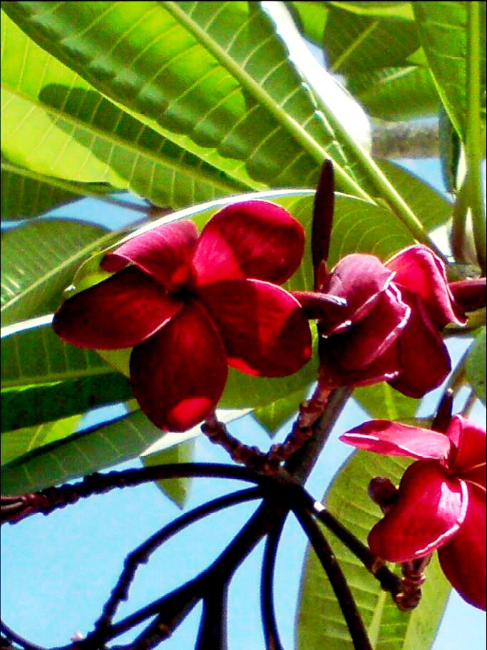 pokok herba,bunga, ulaman dan segala jenis tumbuhan: bunga kemboja merah