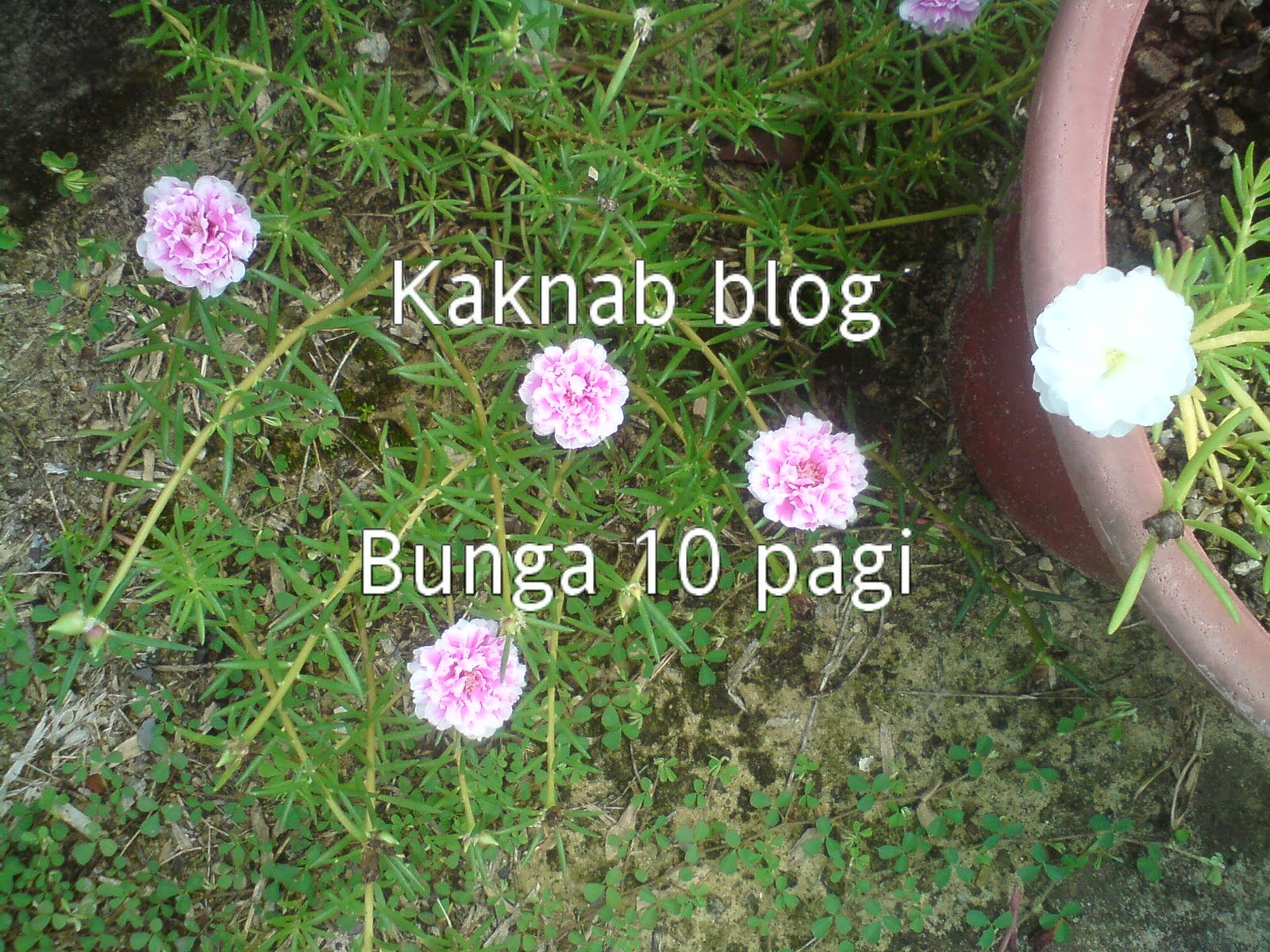 pokok herba,bunga, ulaman dan segala jenis tumbuhan: bunga 10 pagi.