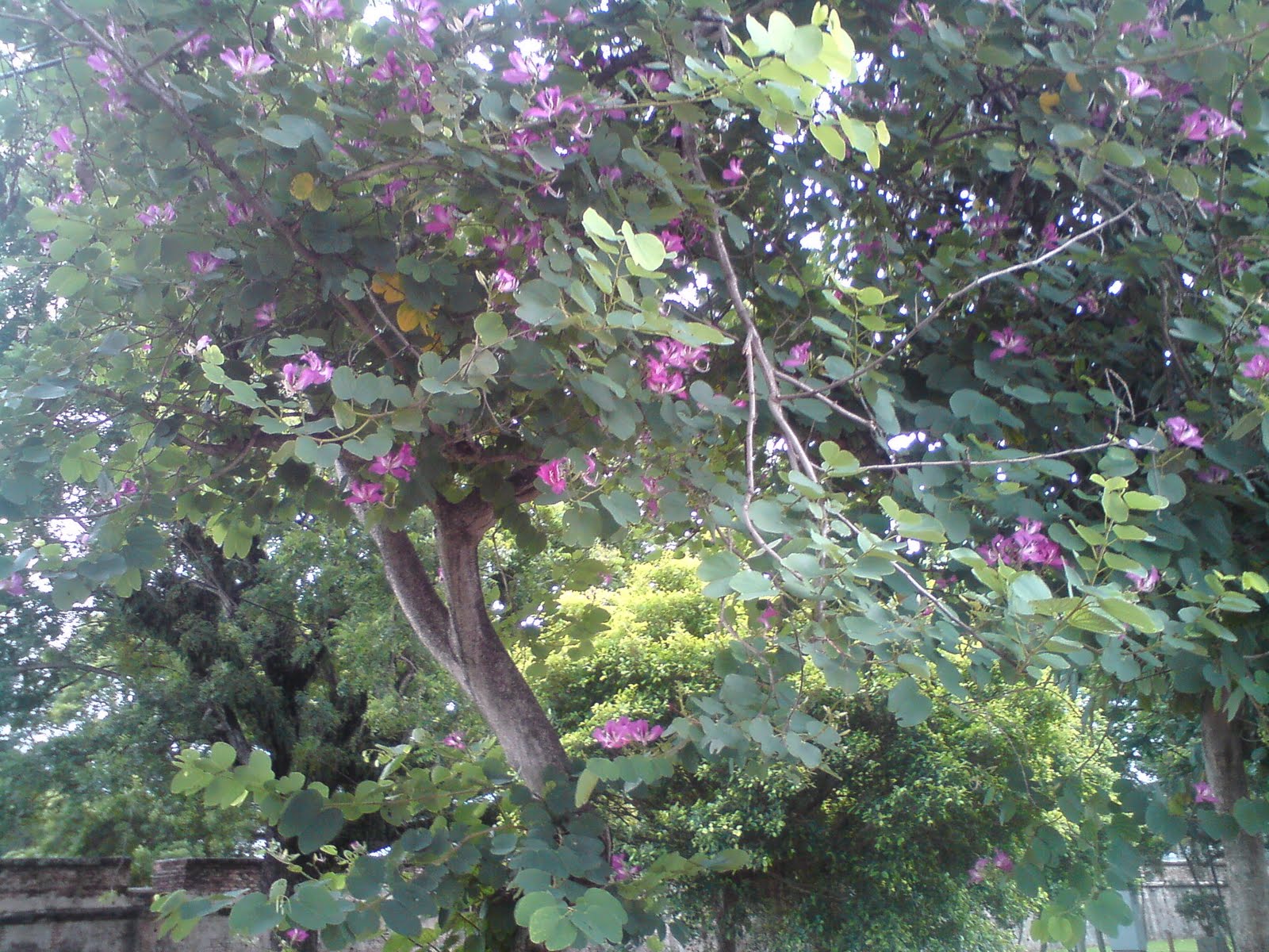 pokok herba,bunga, ulaman dan segala jenis tumbuhan: Bauhinia blakeana