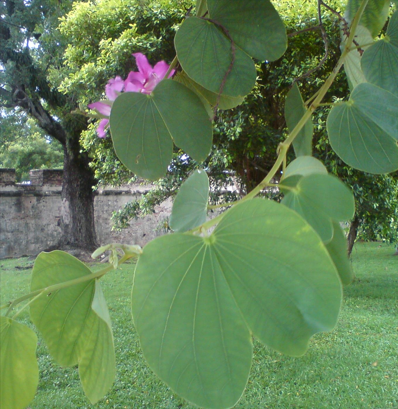 pokok herba,bunga, ulaman dan segala jenis tumbuhan: Bauhinia blakeana