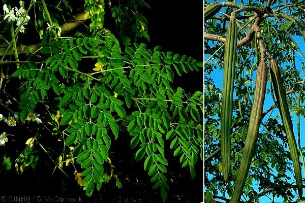 pokok herba,bunga, ulaman dan segala jenis tumbuhan: buah kelo ...