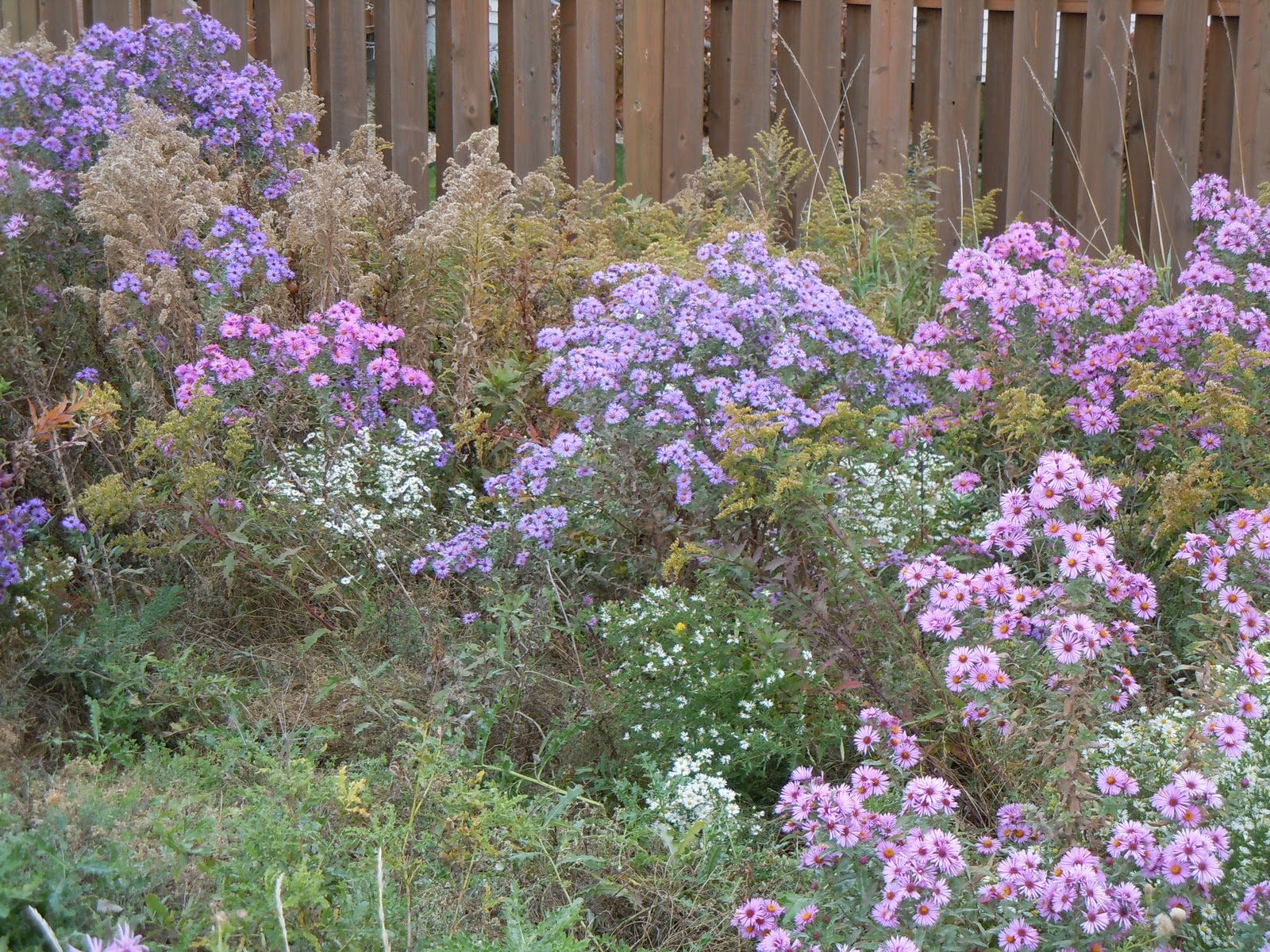 Minnesota Musings: Beautiful Fall Ground Cover