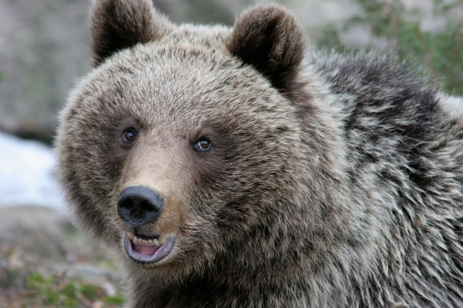il nostro nord del mondo: orso bruno a martinselkonen