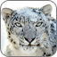 Project Snow Leopard (For Educational Purpose Only)