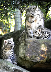 Project Snow Leopard (For Educational Purpose Only)