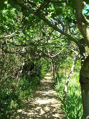 Gardening Airy Fairies: May 2010