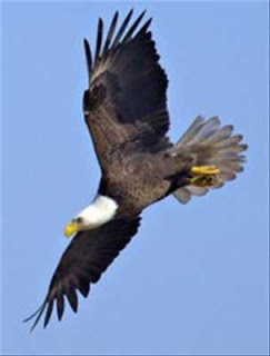 Arte & Símbolos: ALAS y SERES ALADOS