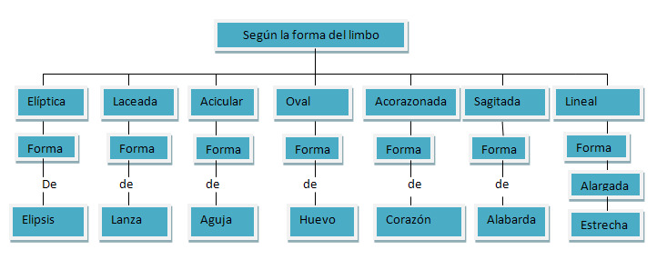 clasificacion de hojas guia 2.5: 2. MARCO TEORICO clasificacion de hojas guia 2.5: 2. MARCO TEORICO
