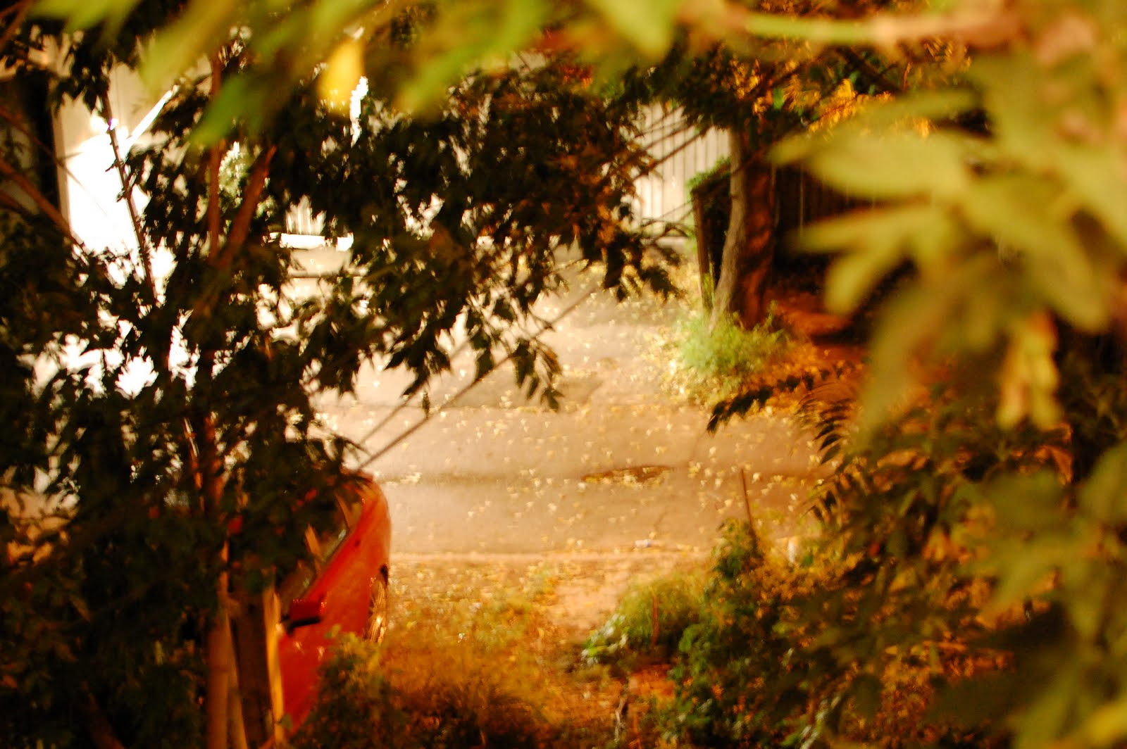 Backyard Farms: Rainy September Saturday night....