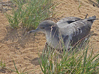 Native Guide Hawaii: 'Ua'u Kani (Puffinus pacificus) Wedge Tailed ...