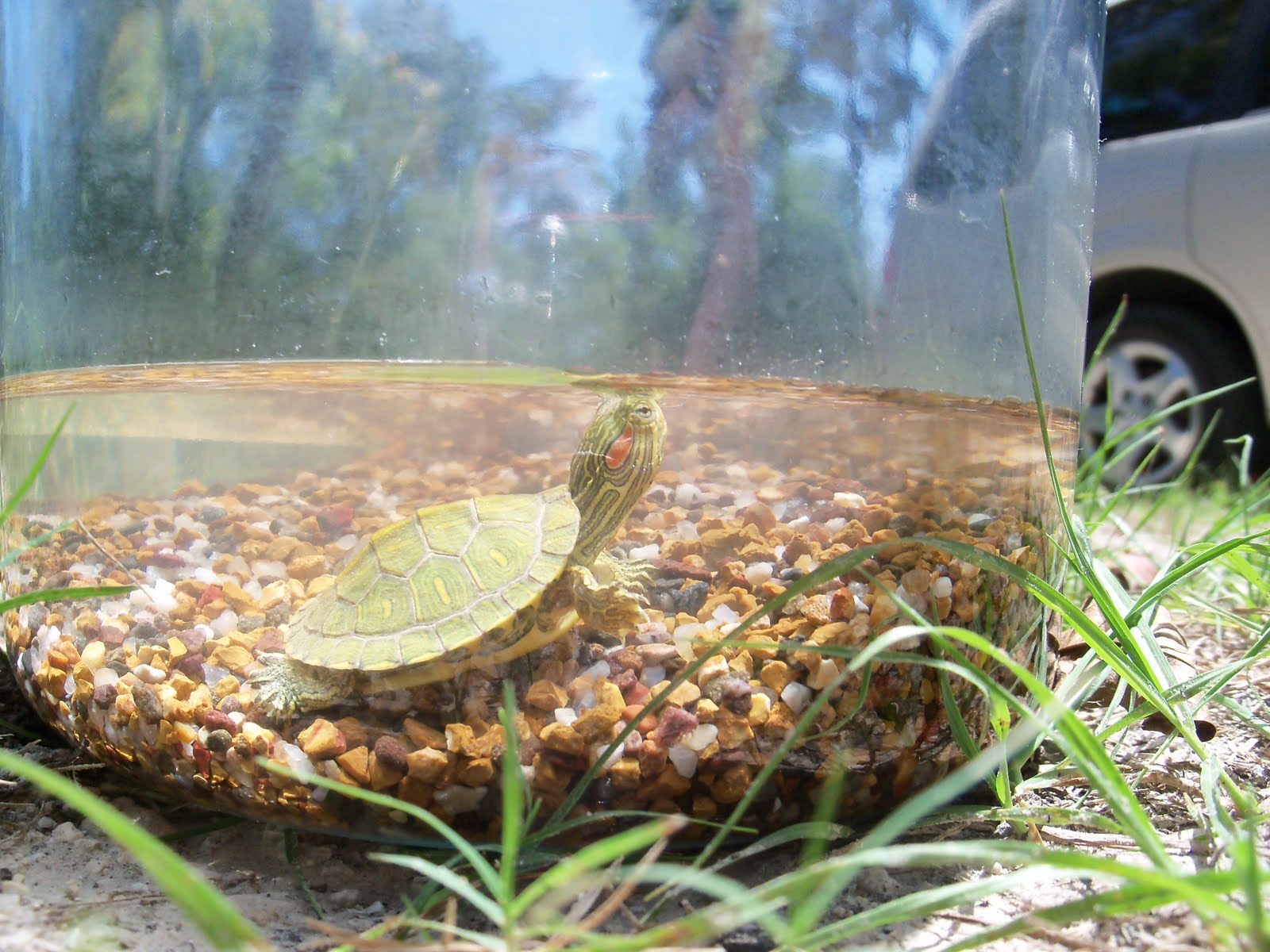 Angie Kay Dilmore: Baby Turtle Finds a Home