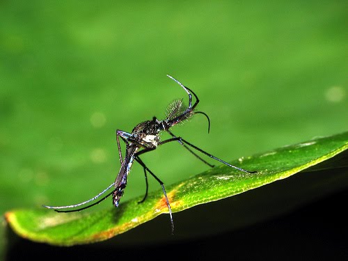 Margreet van den Berg - ICT en onderwijs: Irritante zoemers voor ...
