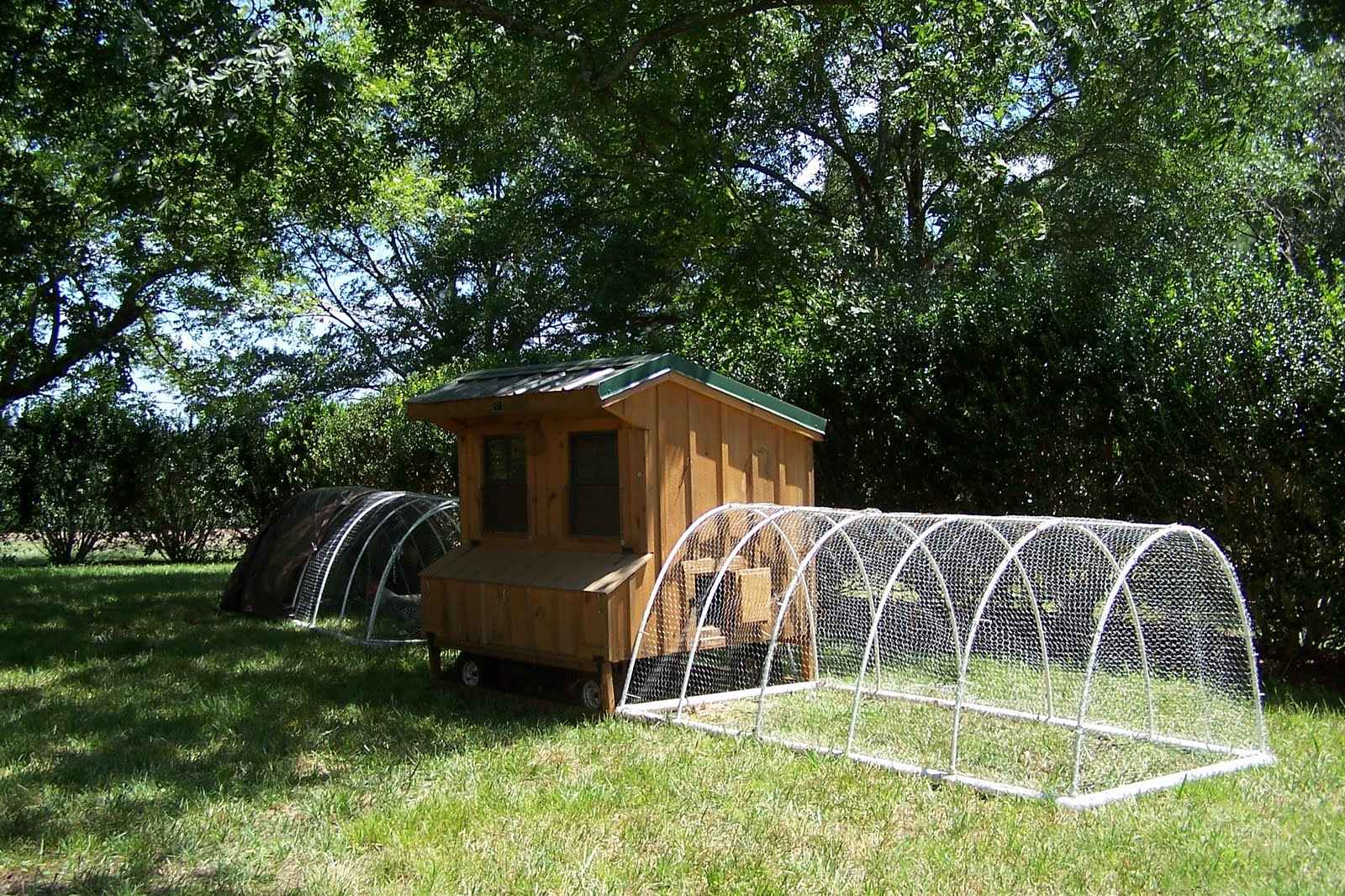 TARA DILLARD: Gypsy Chicken Caravan