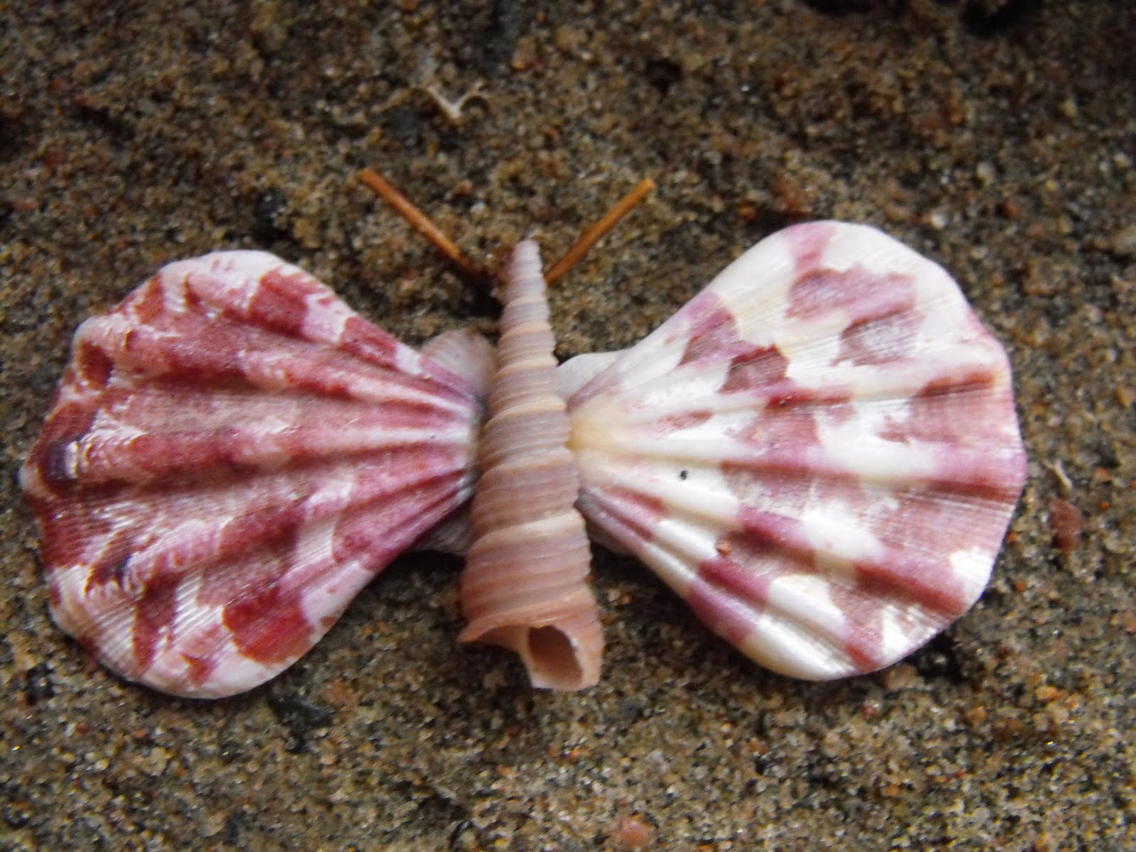 Twig and Toadstool: It's Beach Week...Lets Make Shell Fairies and Other ...