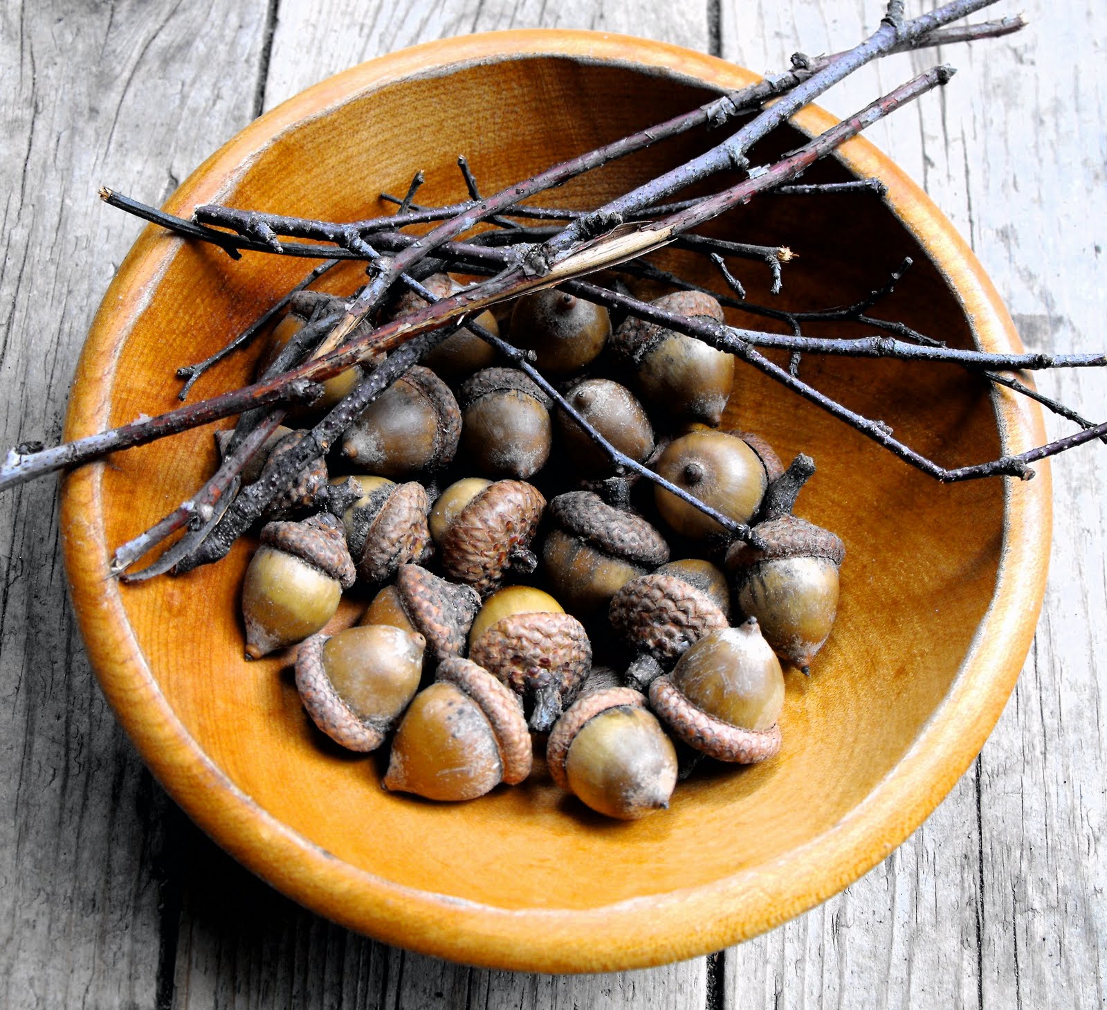 Twig and Toadstool: Spinning Acorn Twig Tops!