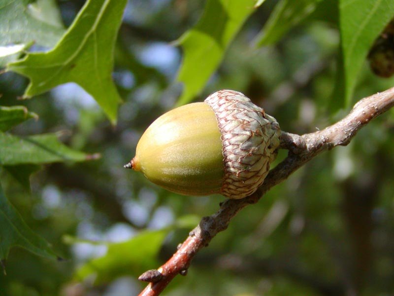 Twig and Toadstool: Spinning Acorn Twig Tops!