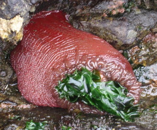 Ultra-Gross: Gross, Disgusting, Repulsive Animals (and the humans who ...