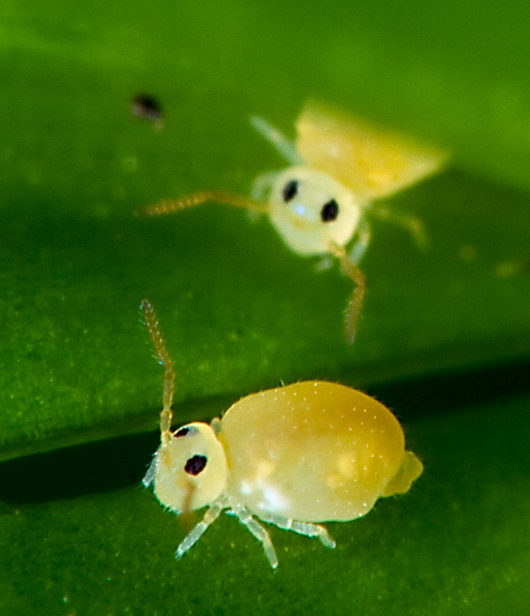 Cute!: Aphids are cute!
