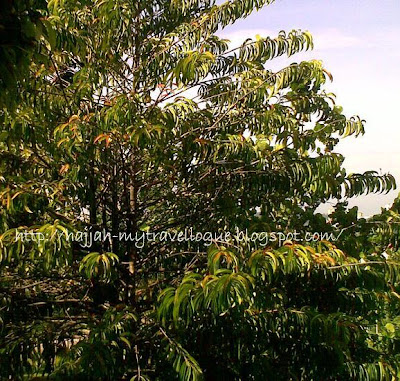 My Travellogue: Asam Gelugur or Asam Keping in Malay (Garcinia Atroviridis)