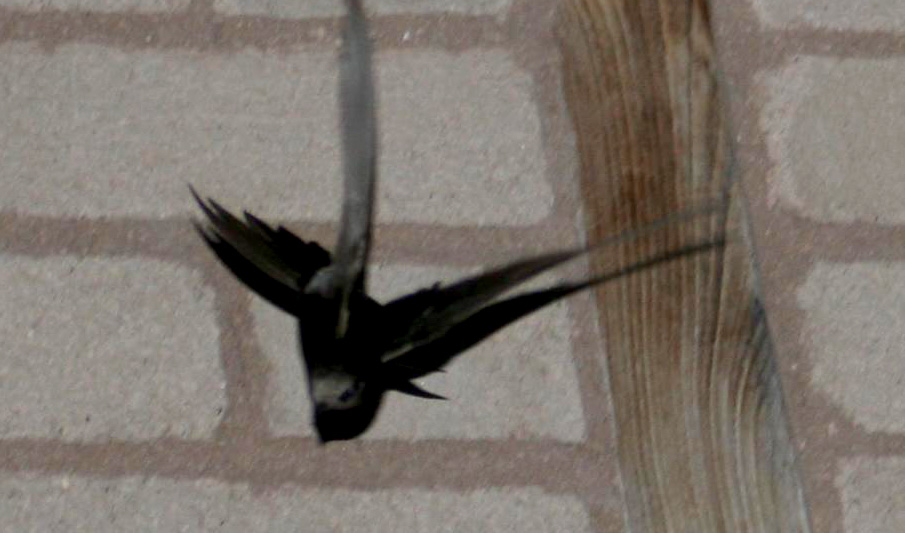 Aves de Extremadura: AGOSTO 2010. Observaciones de interés en Extremadura.