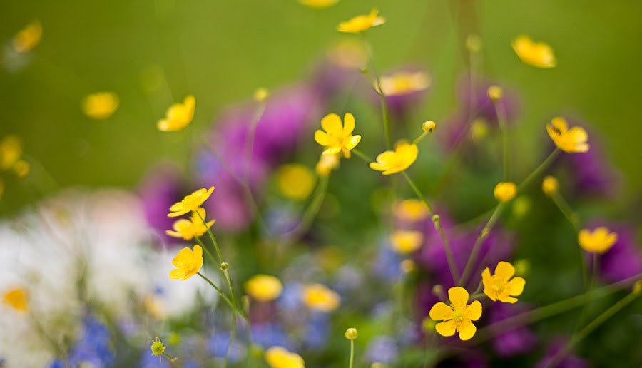 Nijola: Jau vasara :)