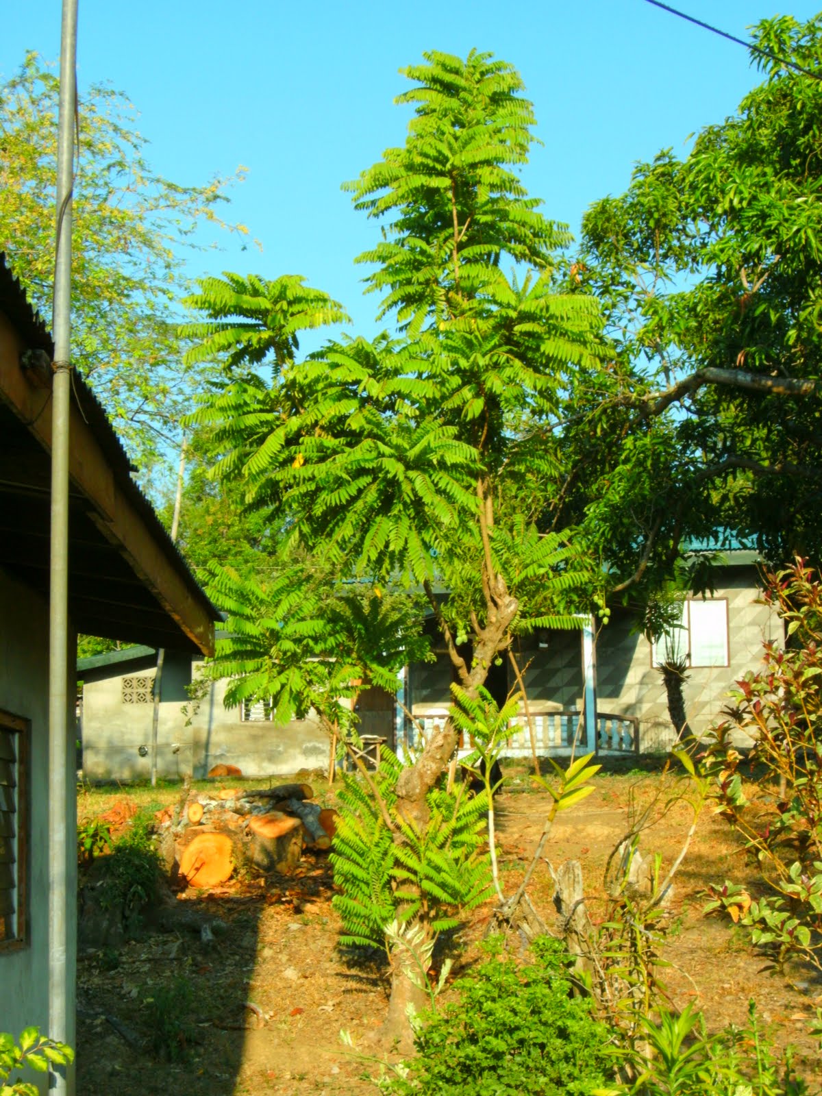 The Captivated Life: Averrhoa bilimbi - Kalamyas - Kamias