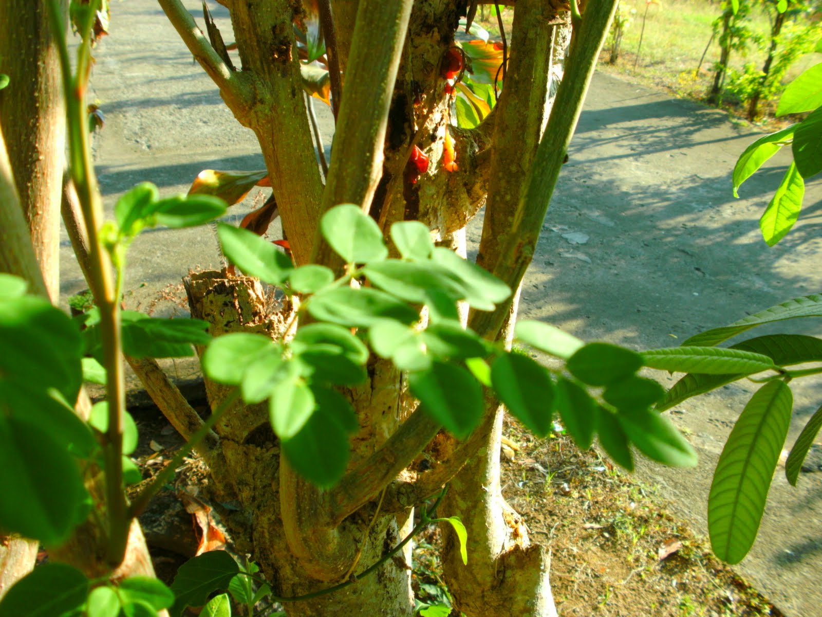 The Captivated Life: Malunggay - Moringa oleifera