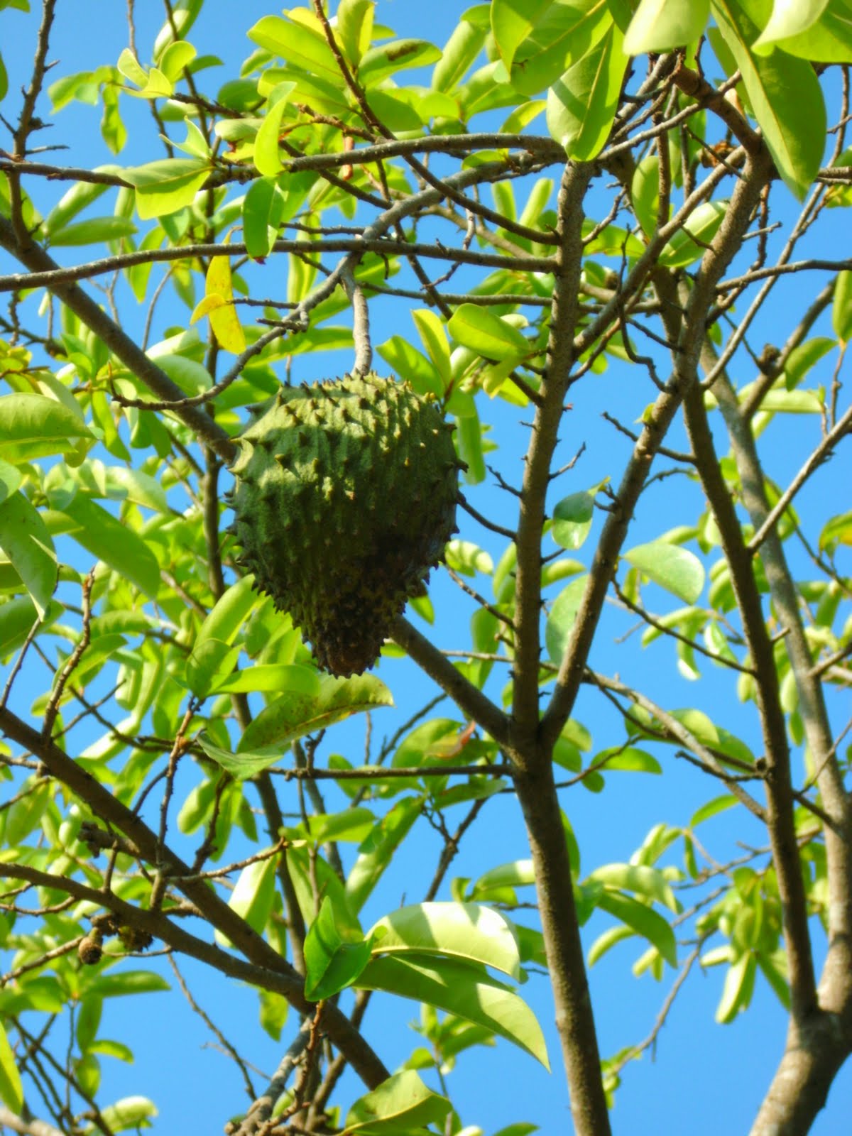 The Captivated Life: Guyabano - Annona muricata Linnaeus
