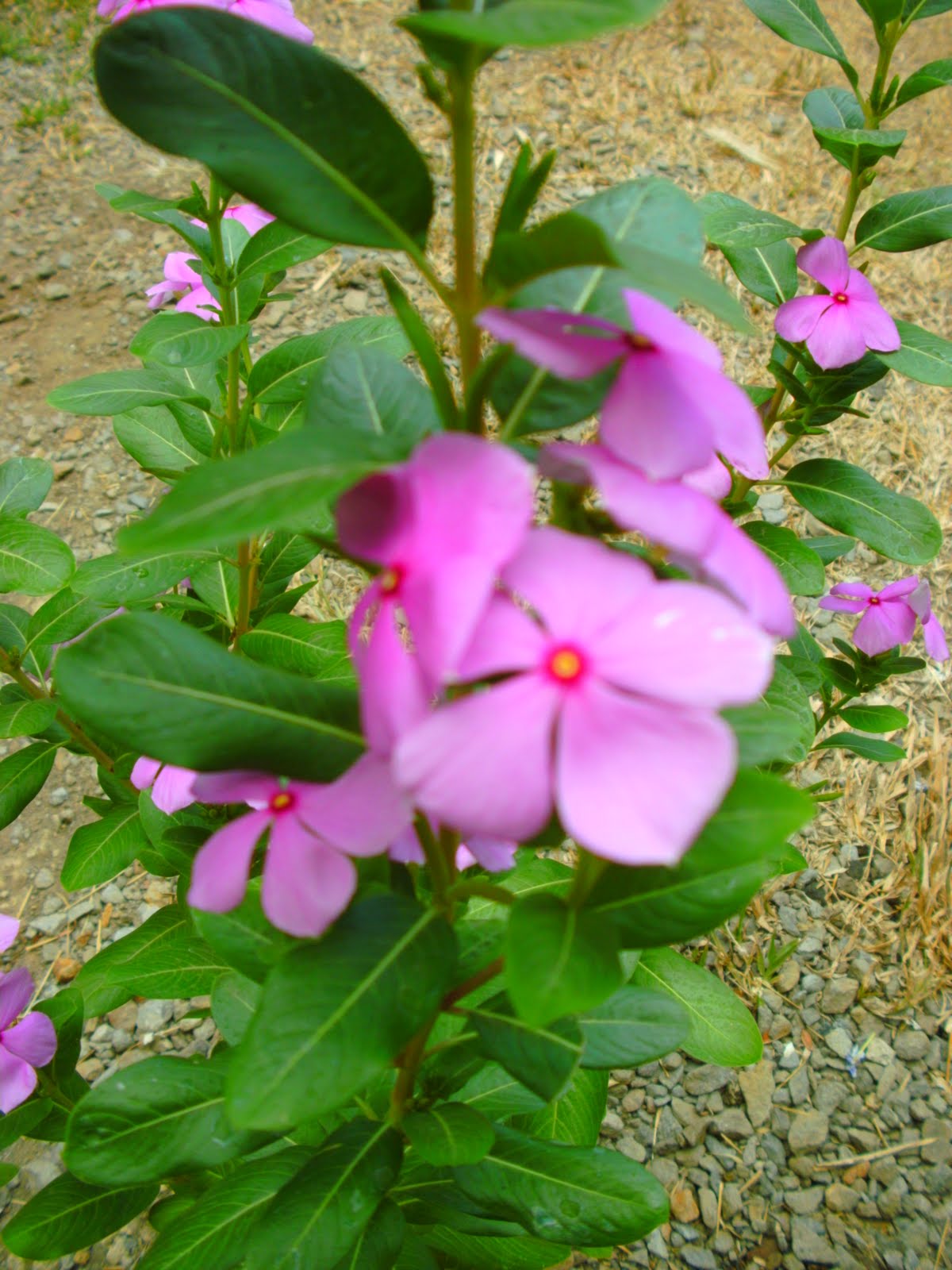 The Captivated Life: Araw Araw - Madagascar Periwinkle
