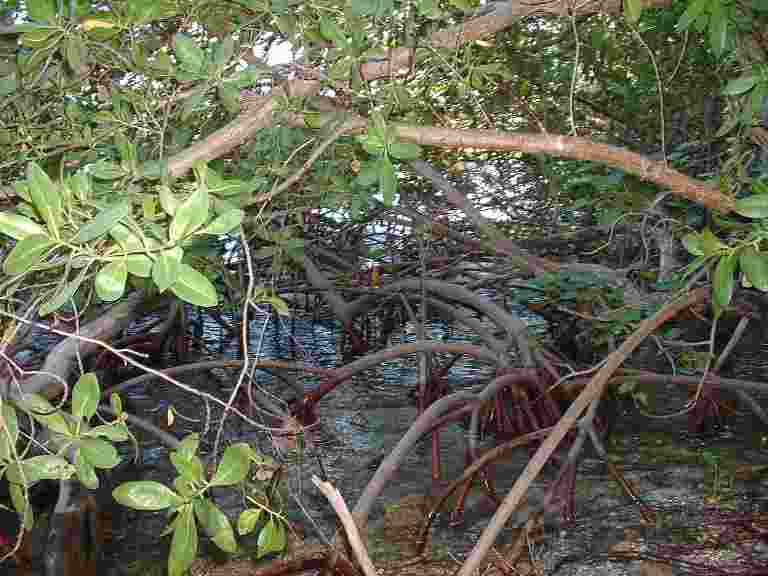 .: Especie invitada: El Mangle Rojo (Rizophora mangle)