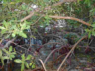 .: Especie invitada: El Mangle Rojo (Rizophora mangle)