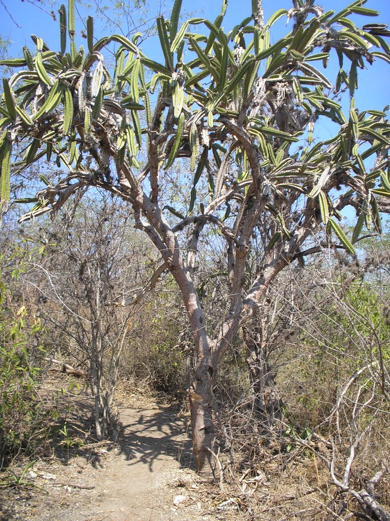 .: El Cagüey: un cactus maderable