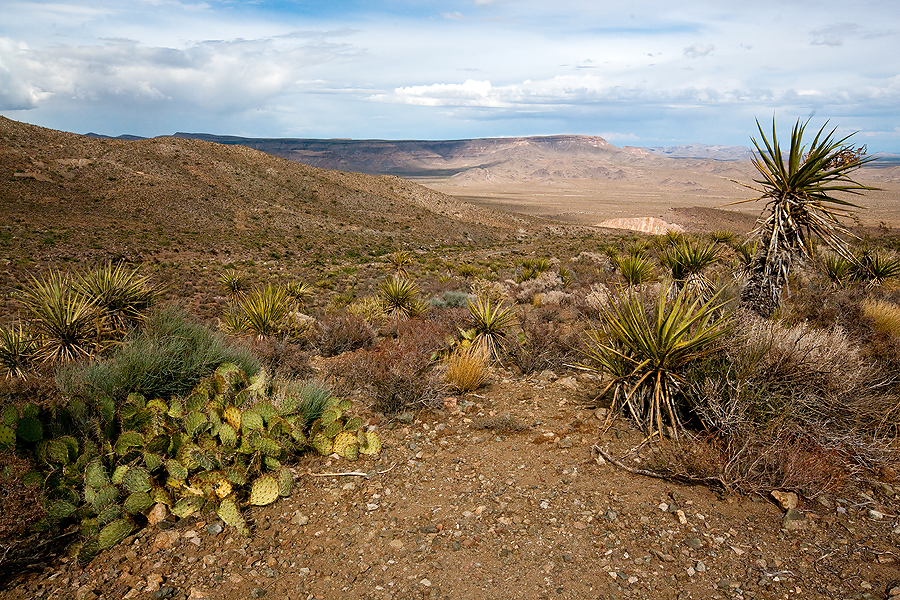 Ian Smissen's Travel Diary: Mojave Desert