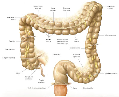 sanuscomplexus: Colon, descripción anatómica