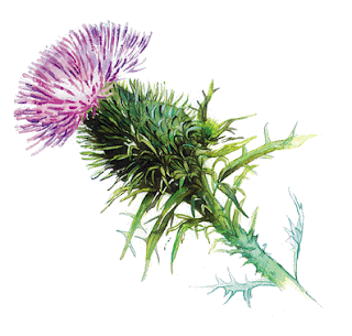 Histórias a lápis: 2009