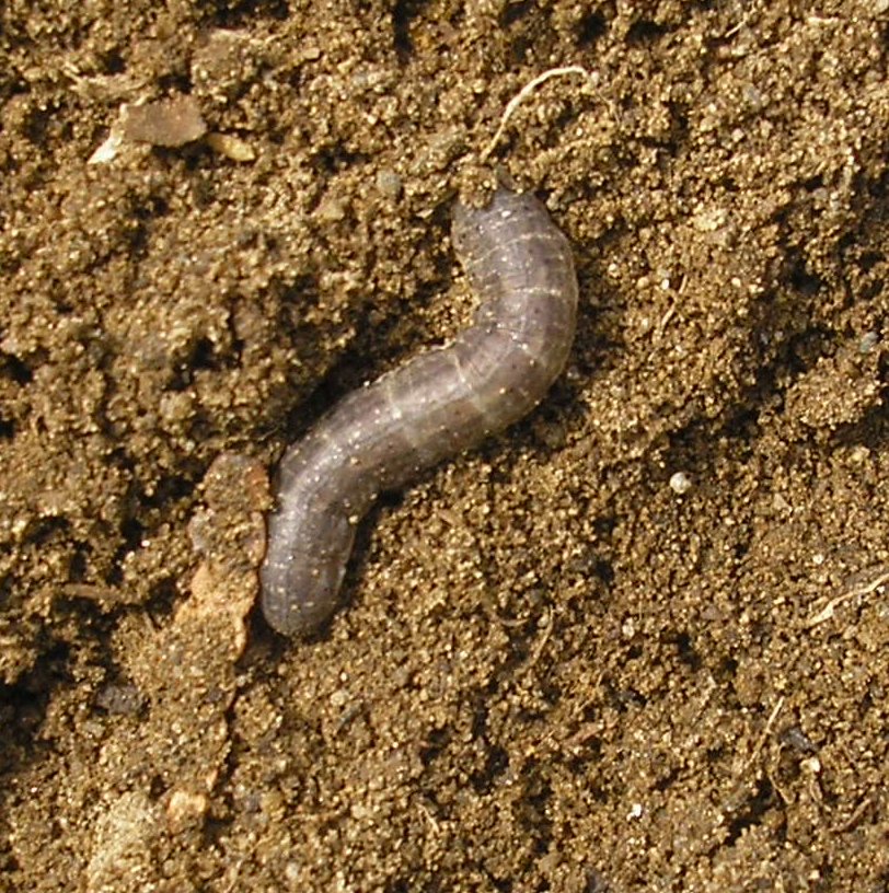 Vermont Food and Garden: Cutworms