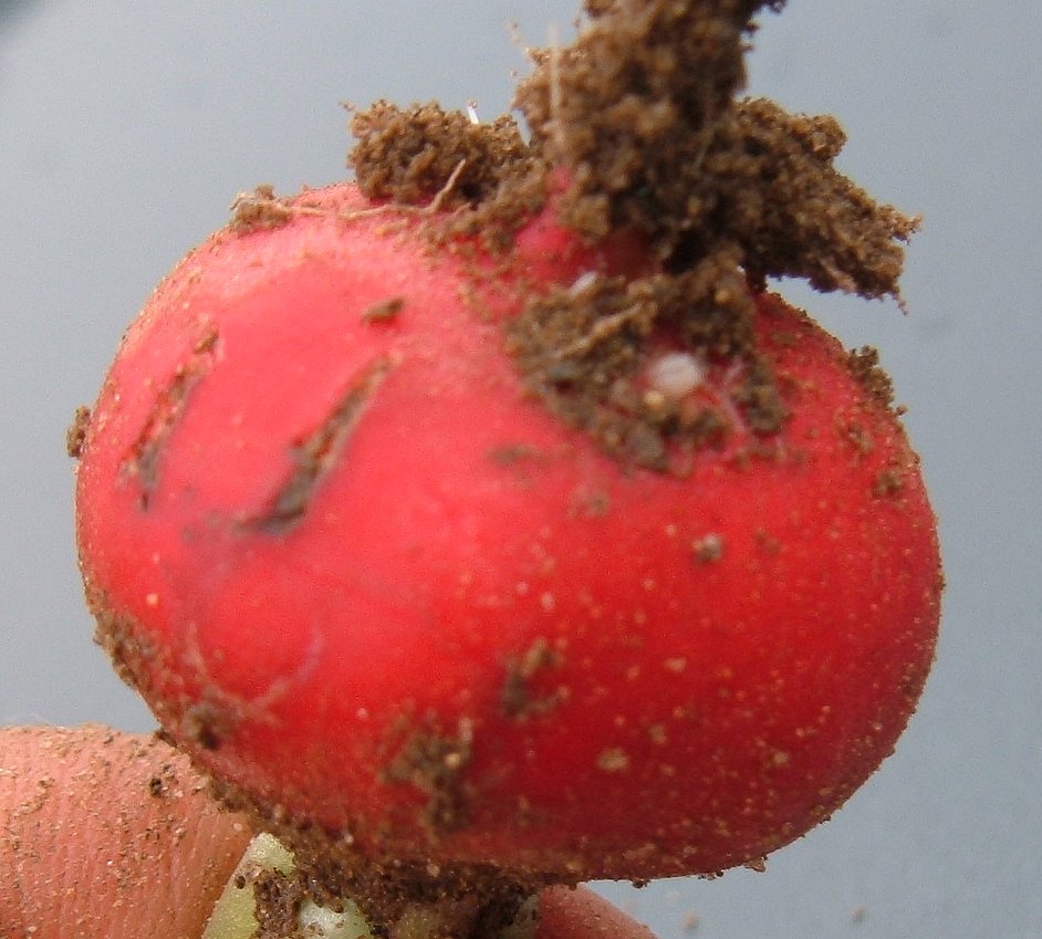 Vermont Food and Garden: Root Maggots