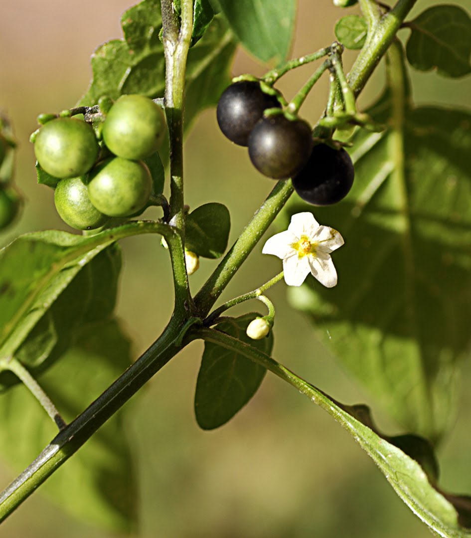 Valle de Valverde_LGF: FRUTOS DE OTOÑO