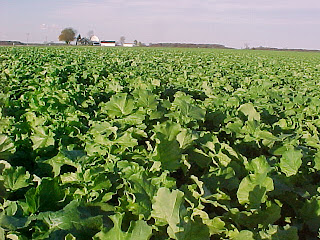 Northwest Ohio Crop, Pest & Weather Report: Cover Crops are an Option ...