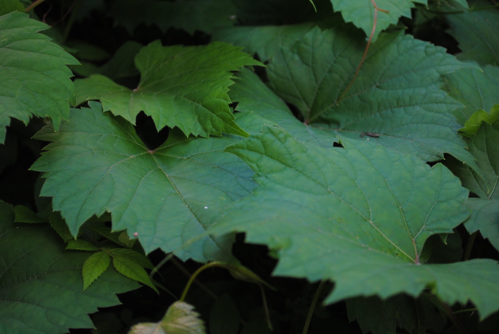 Creative Homesteading: Wild Grape Leaves