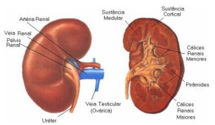 Sistema Renal: Curiosidades sobre o Rim