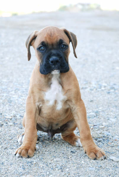 Perros Boxer cachorros en venta - Imagui
