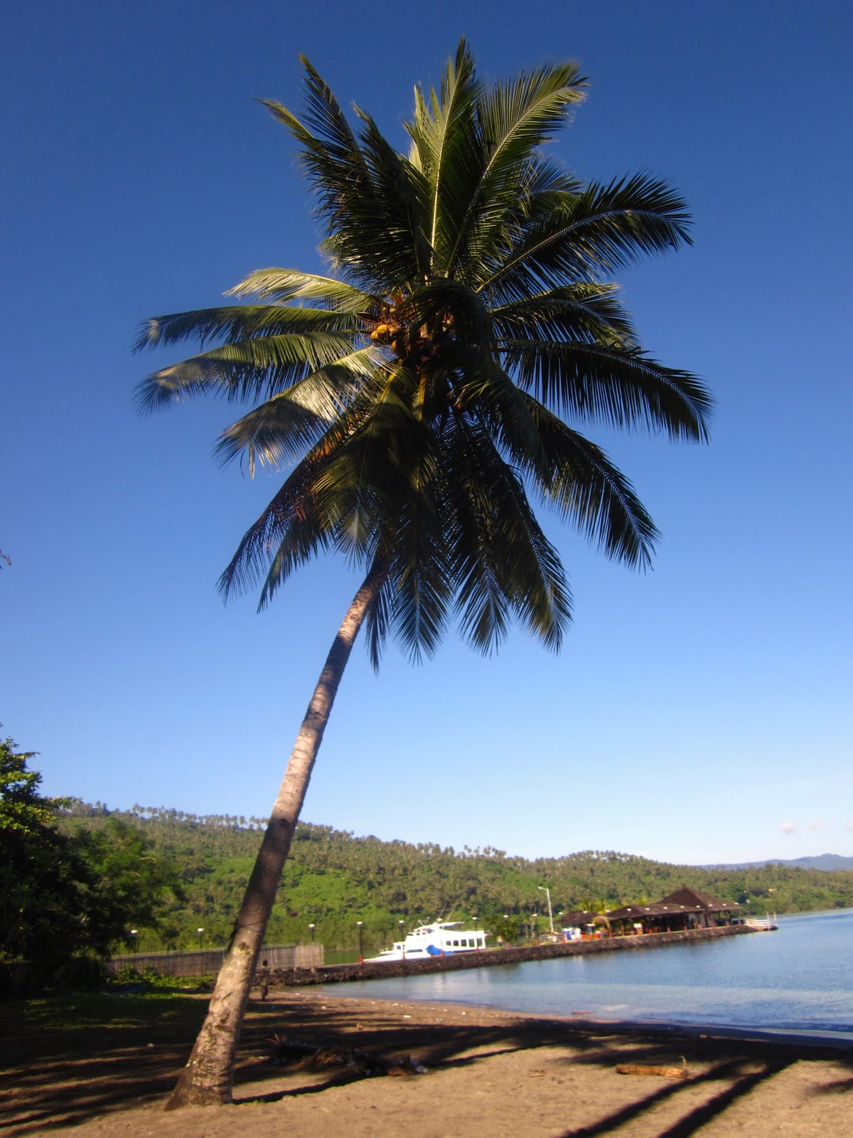 BEAUTIFUL BALIKPAPAN: Nyiur alias kelapa