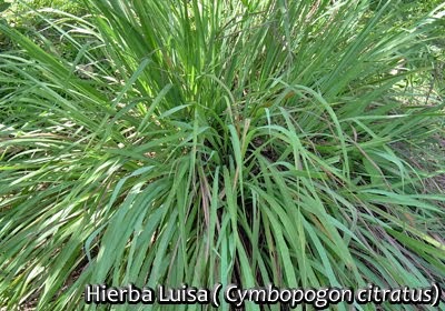 Plantas Medicinales del Perú: La Hierba Luisa