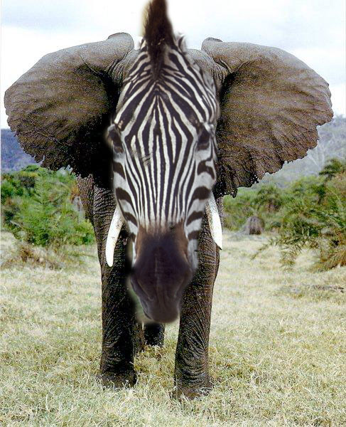 Amy's Blog: Two Faced Animal