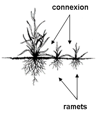 The Naked Ecologist: Who the #$%* is Robert Whittaker?